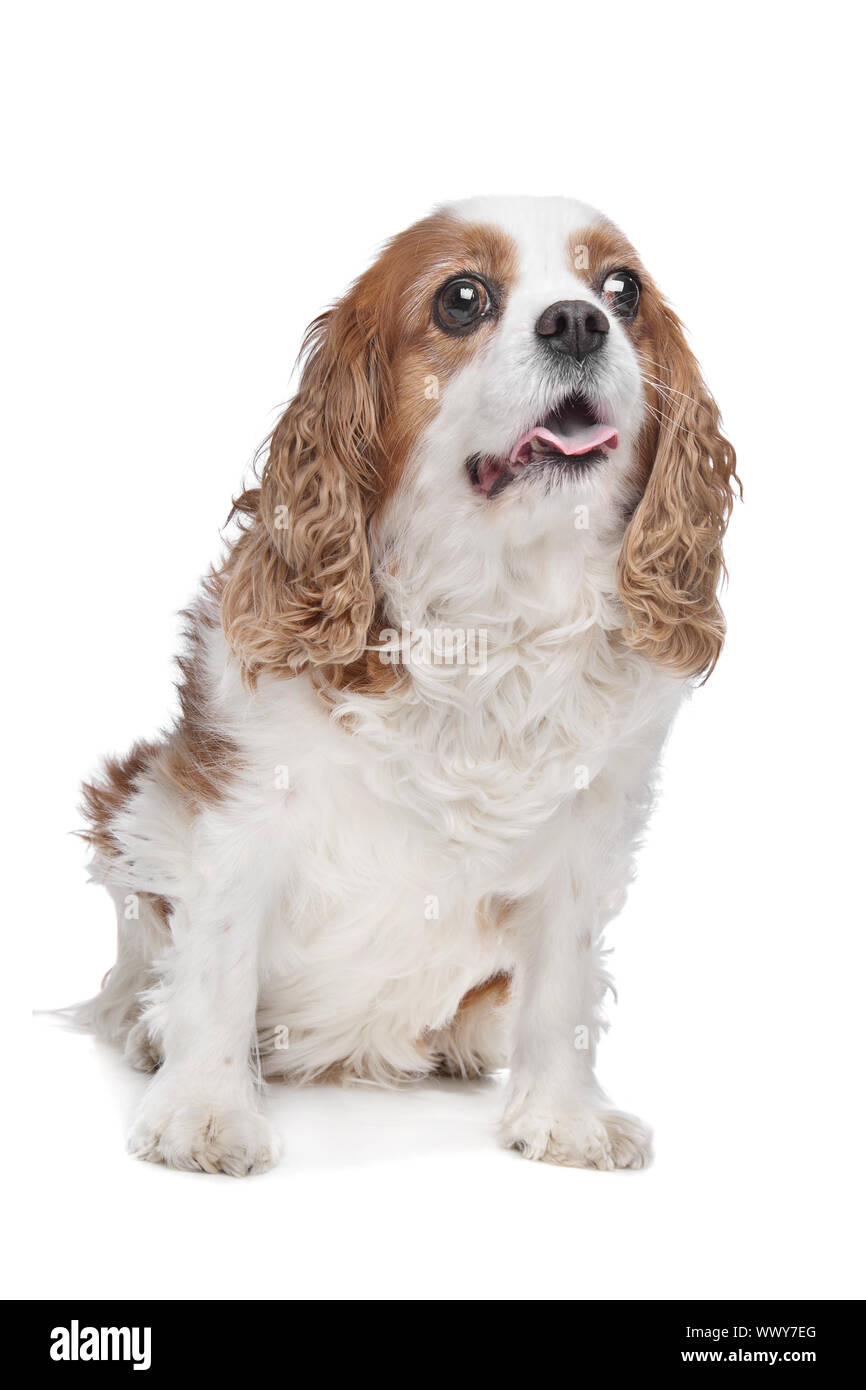 Cavalier King Charles Spaniel in front of a white background Stock ...