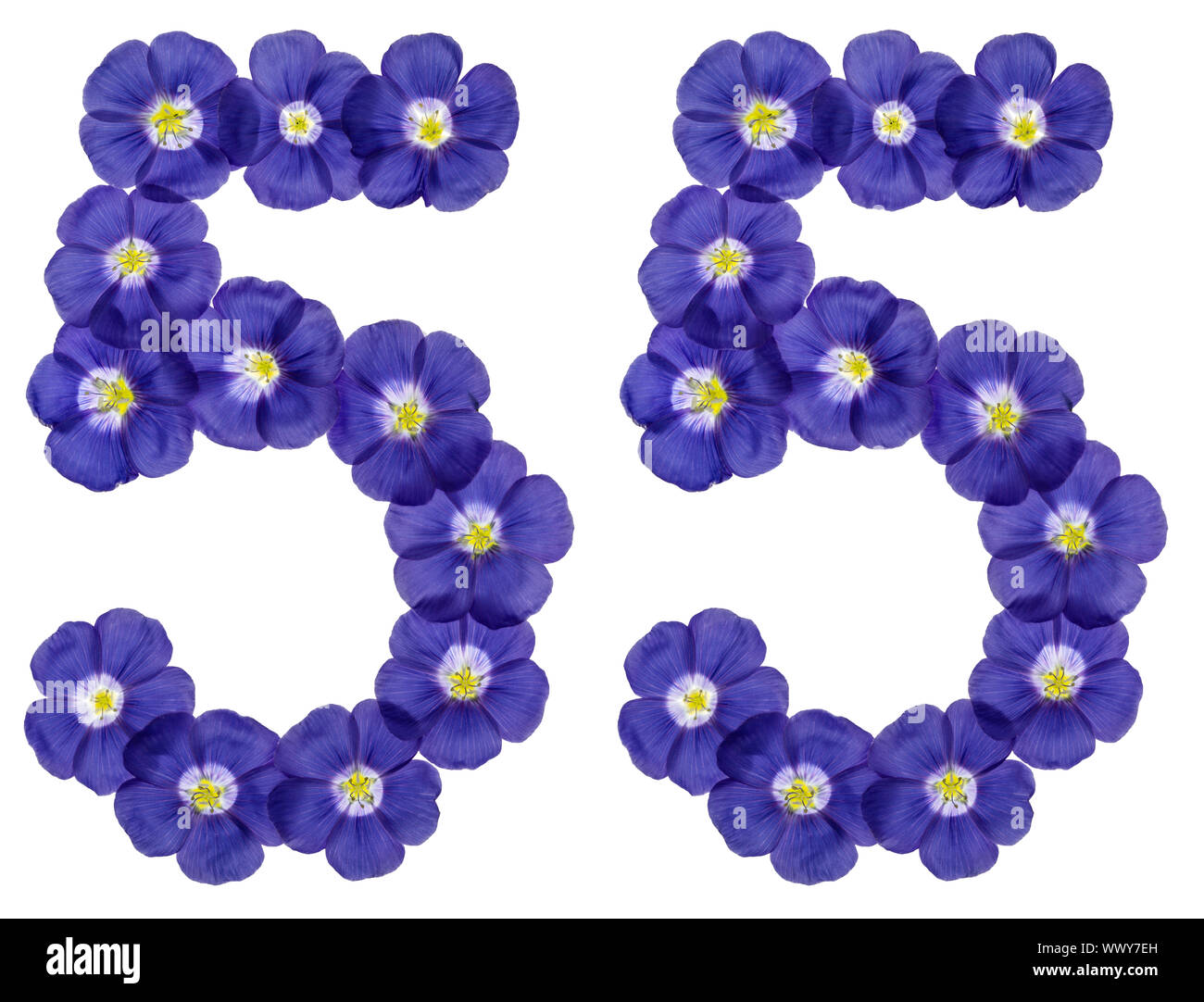 Arabic numeral 55, fifty five, from blue flowers of flax, isolated on ...