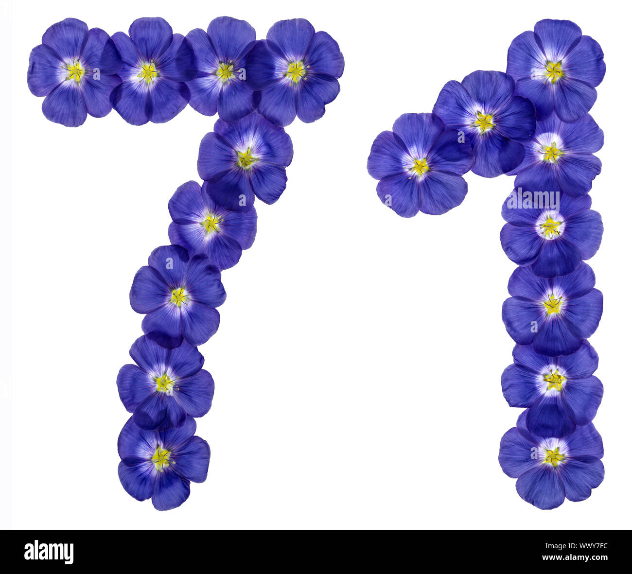 Arabic numeral 71, seventy one, from blue flowers of flax, isolated on ...