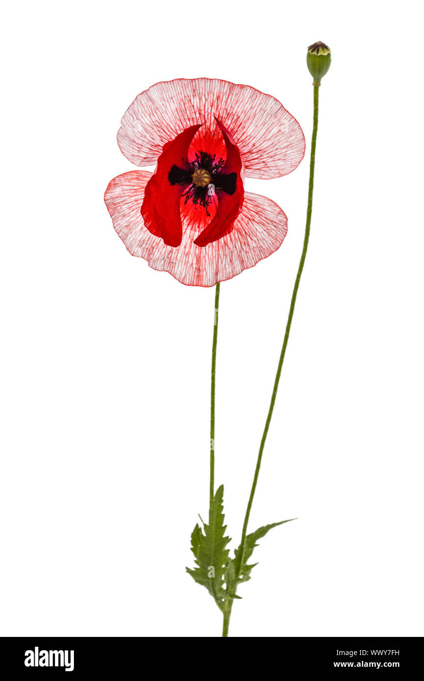 The flower of a poppy with unusual coloring of petalsisolated on white ...