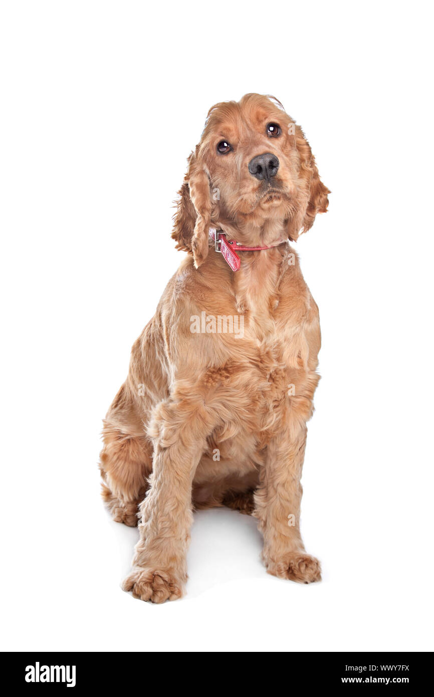 Brown cocker spaniel dog in front of a white background Stock Photo - Alamy