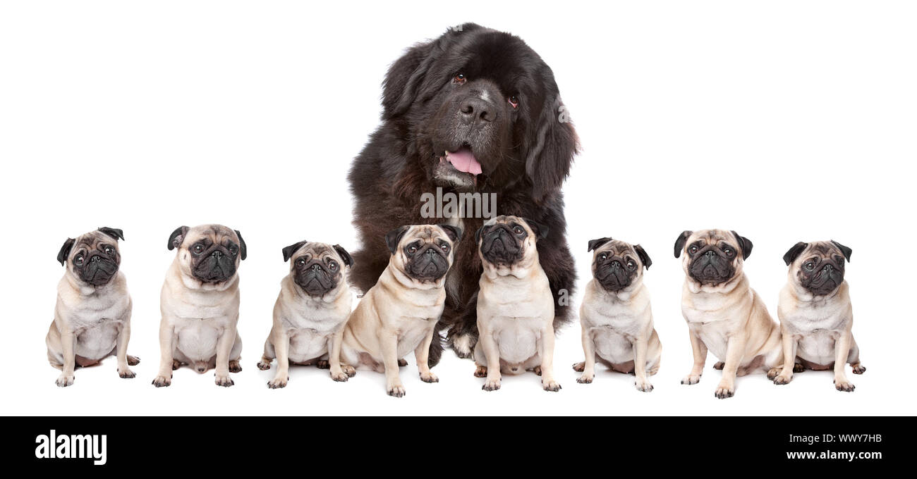 A huge newfoundland dog and eight pugs sitting in a row isolated on a ...
