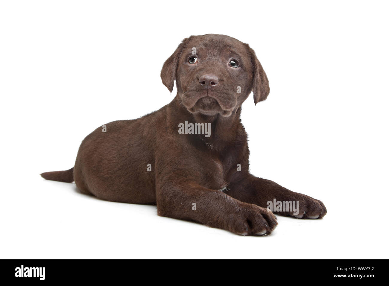 Chocolate Labrador puppy (7 weeks old Stock Photo - Alamy