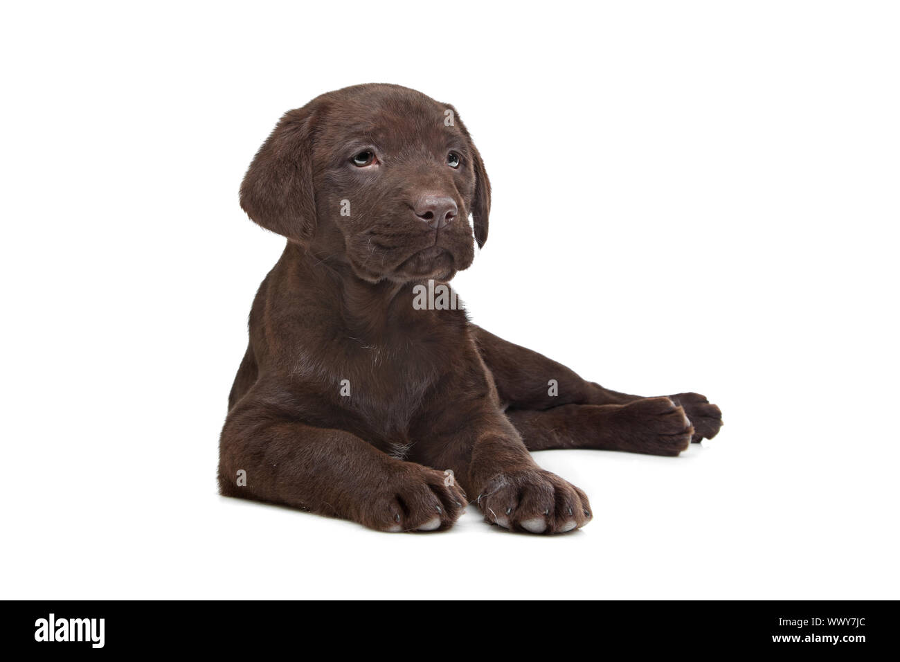 Chocolate Labrador puppy (7 weeks old Stock Photo - Alamy