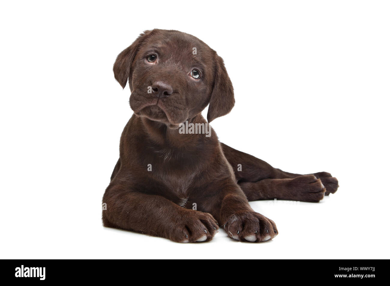 Chocolate Labrador puppy (7 weeks old Stock Photo - Alamy