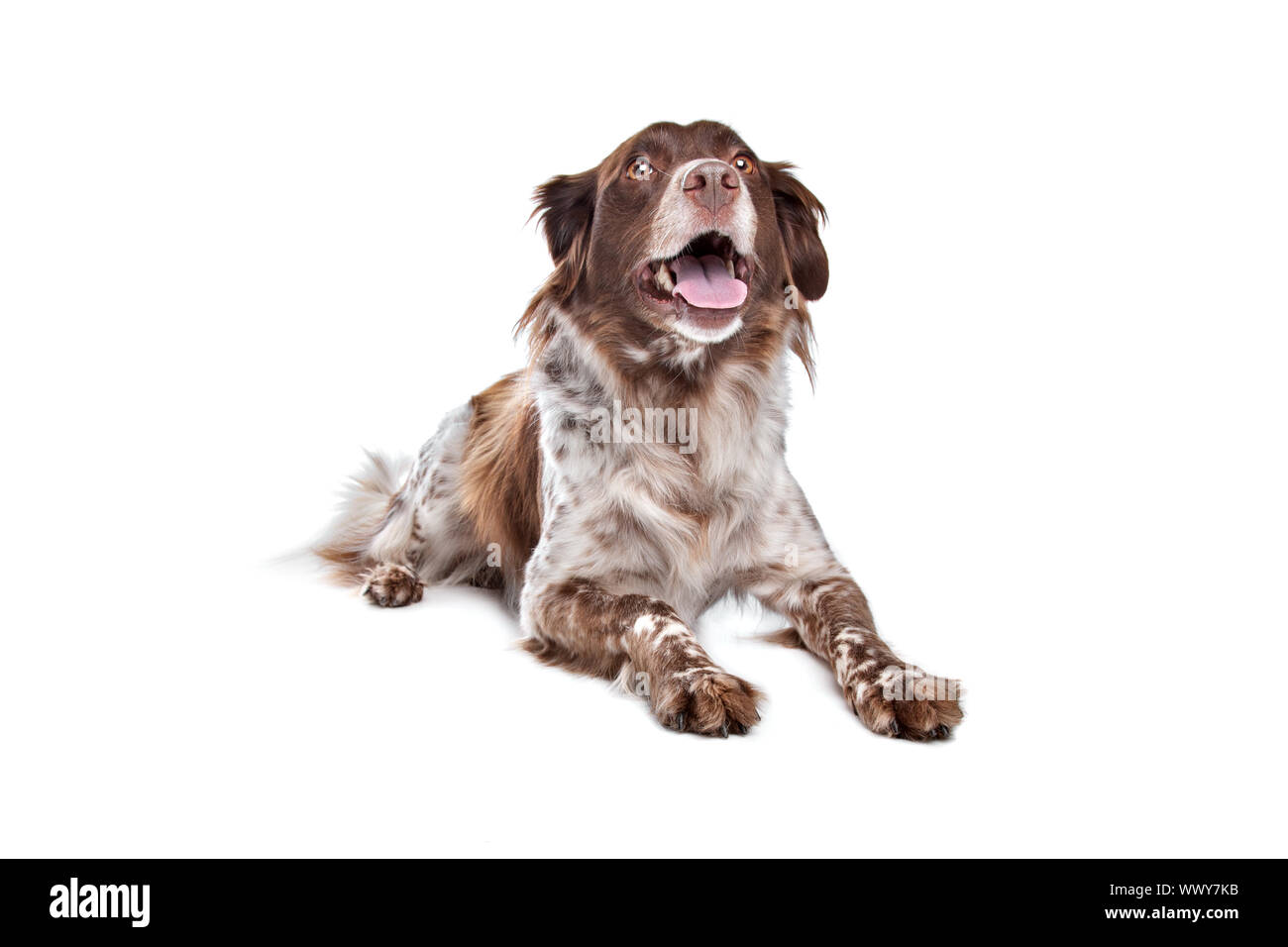 Frisian pointer hi-res stock photography and images - Alamy