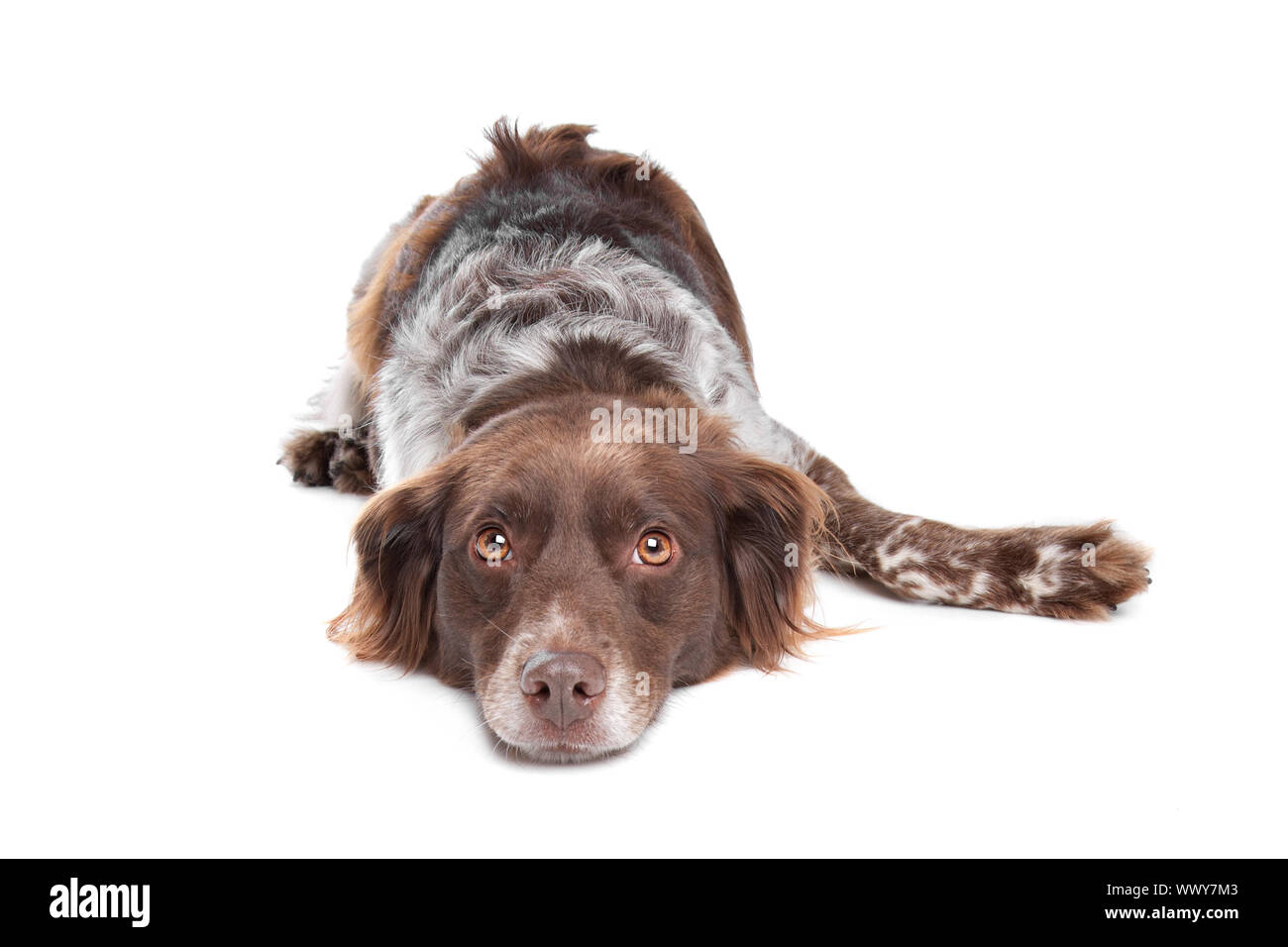stabyhoun(Frisian Pointer) in front of a white background Stock Photo ...
