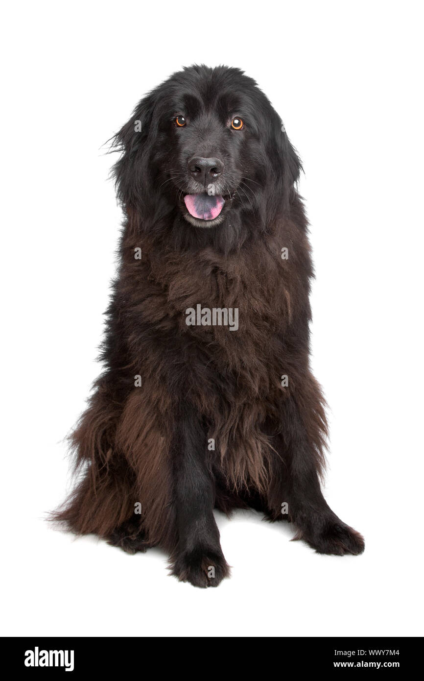 Newfoundland dog in front of a white background Stock Photo - Alamy