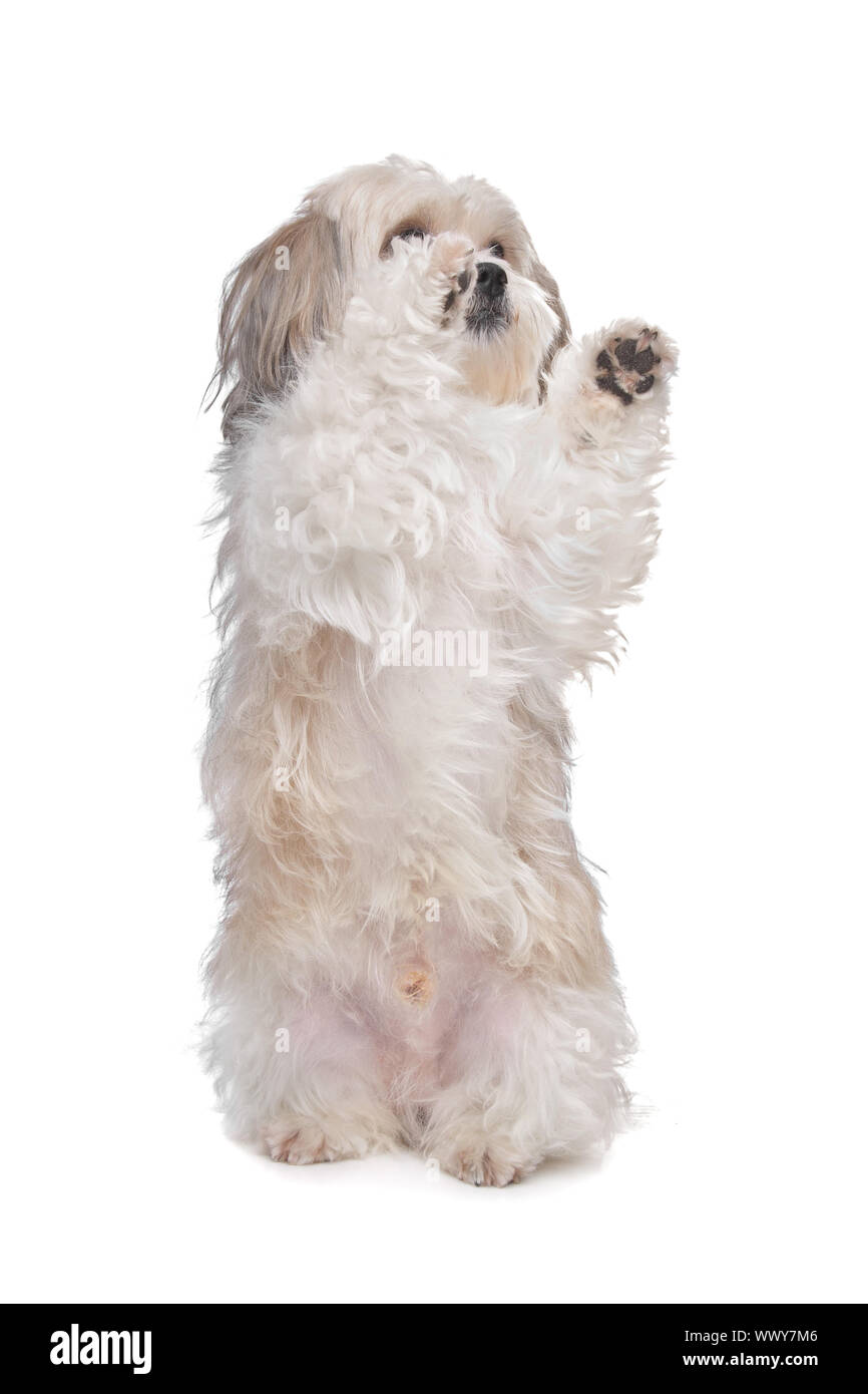 Boomer dog in front of a white background Stock Photo - Alamy