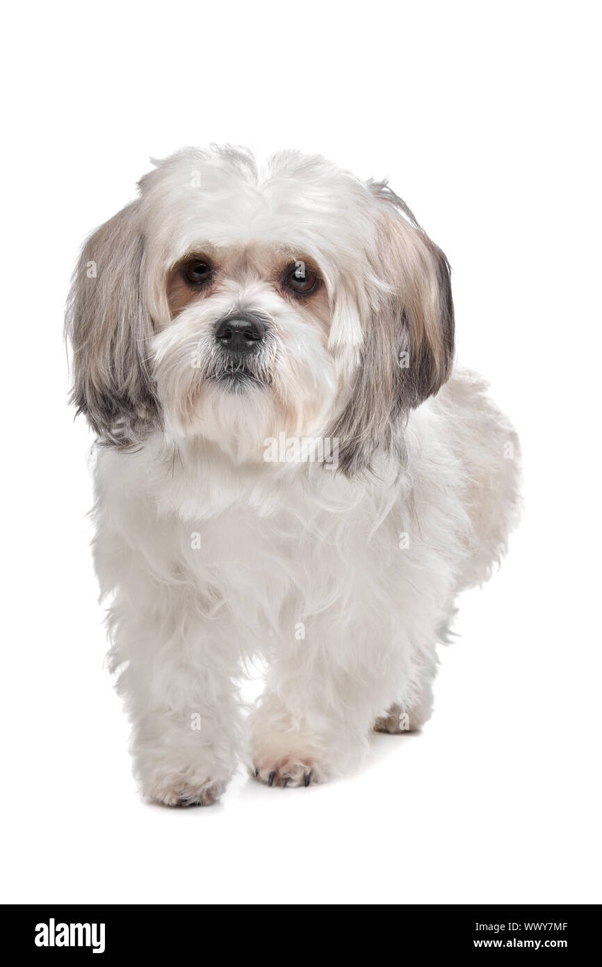 Boomer dog in front of a white background Stock Photo - Alamy