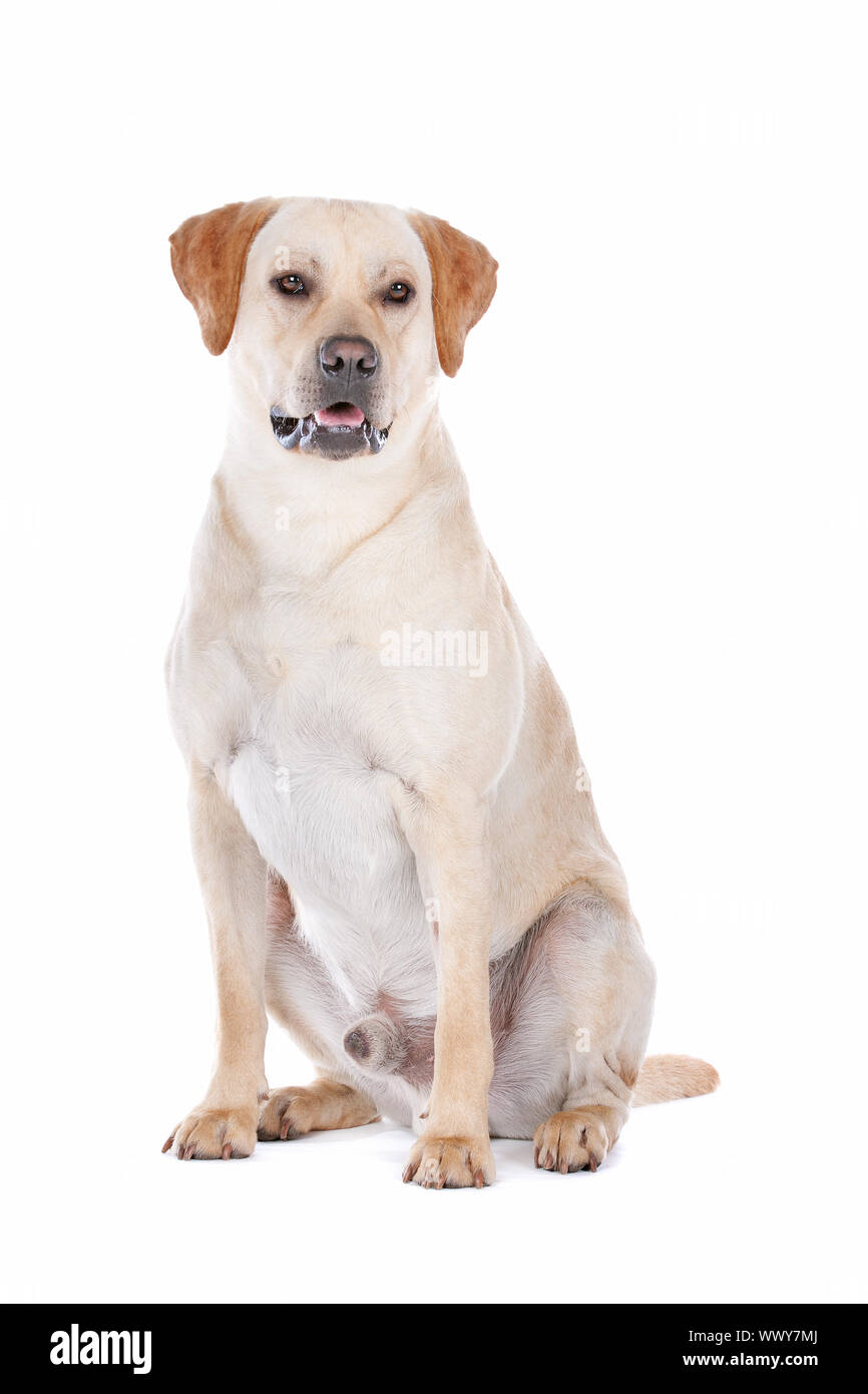 Labrador Retriever in front of a white background Stock Photo - Alamy