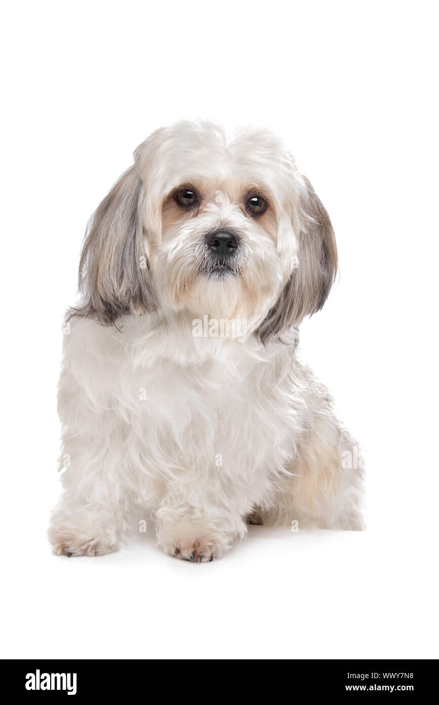 Boomer dog in front of a white background Stock Photo - Alamy