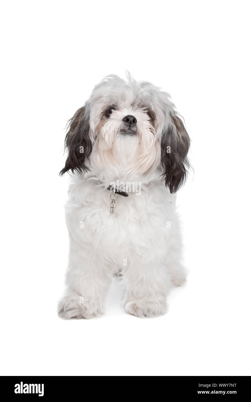 Boomer dog in front of a white background Stock Photo - Alamy