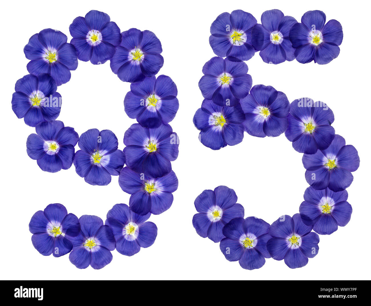 Arabic numeral 95, ninety five, from blue flowers of flax, isolated on ...