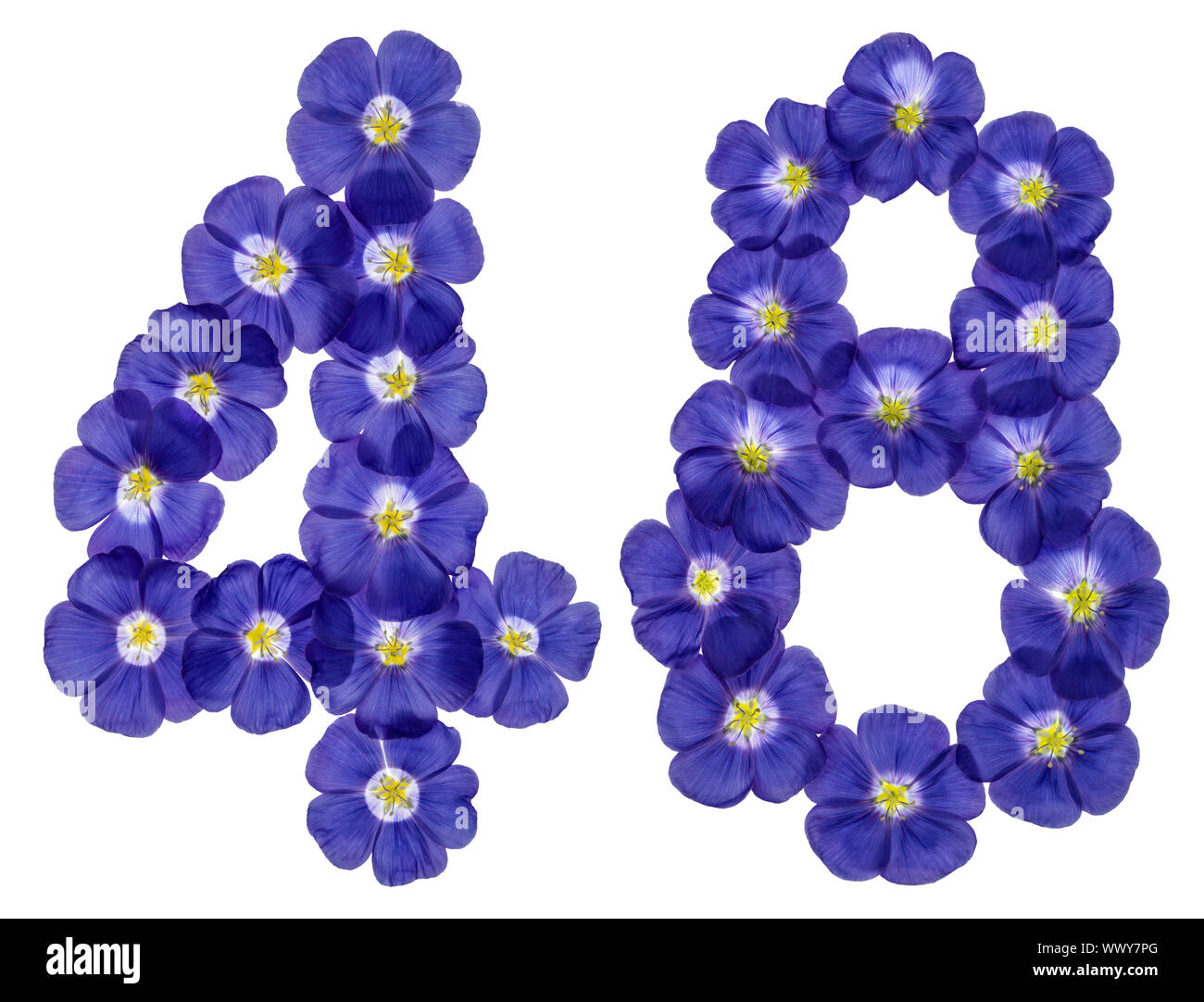 Arabic numeral 48, forty eight, from blue flowers of flax, isolated on ...