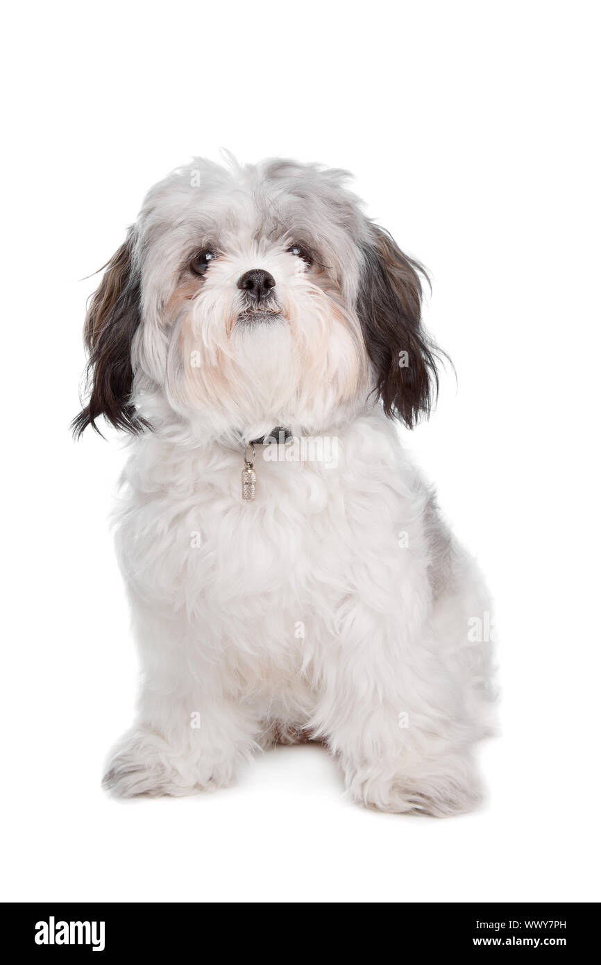 Boomer dog in front of a white background Stock Photo - Alamy