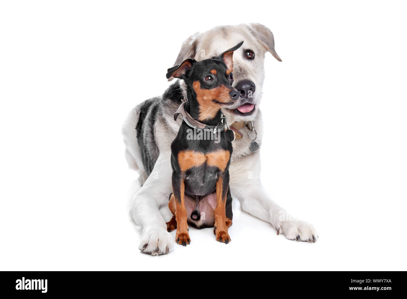 Miniature pinscher labrador retriever hi-res stock photography and ...