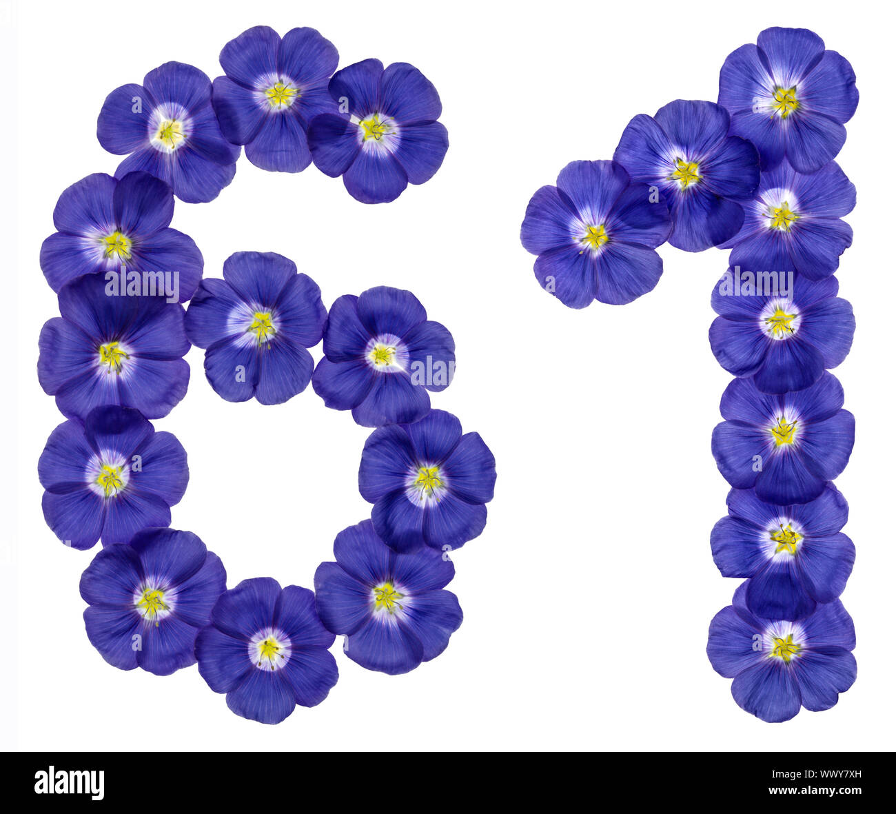 Arabic numeral 61, sixty one, from blue flowers of flax, isolated on ...