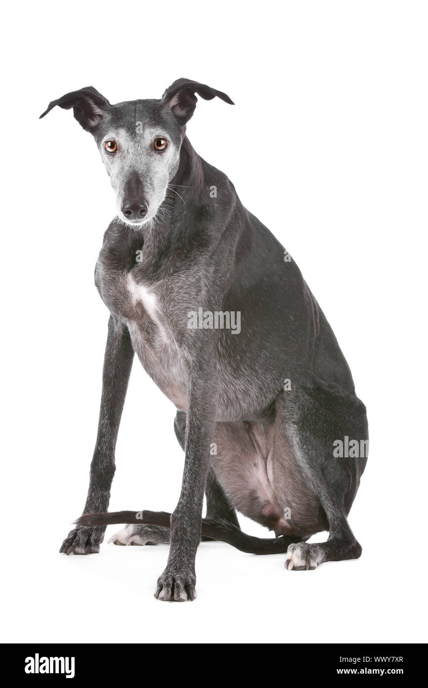Old greyhound in front of a white background Stock Photo - Alamy