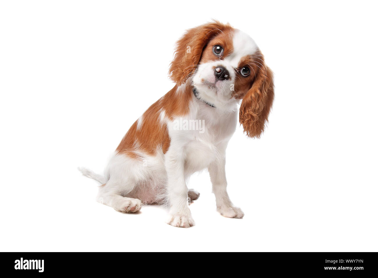 Cavalier King Charles Spaniel puppy on a white background Stock Photo ...
