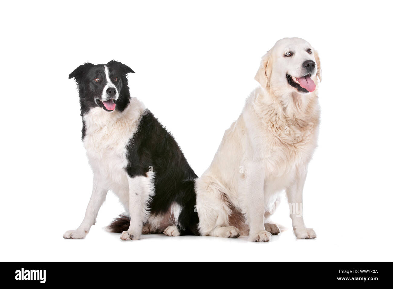 Golden Retriever and a border collie in front of a white background ...