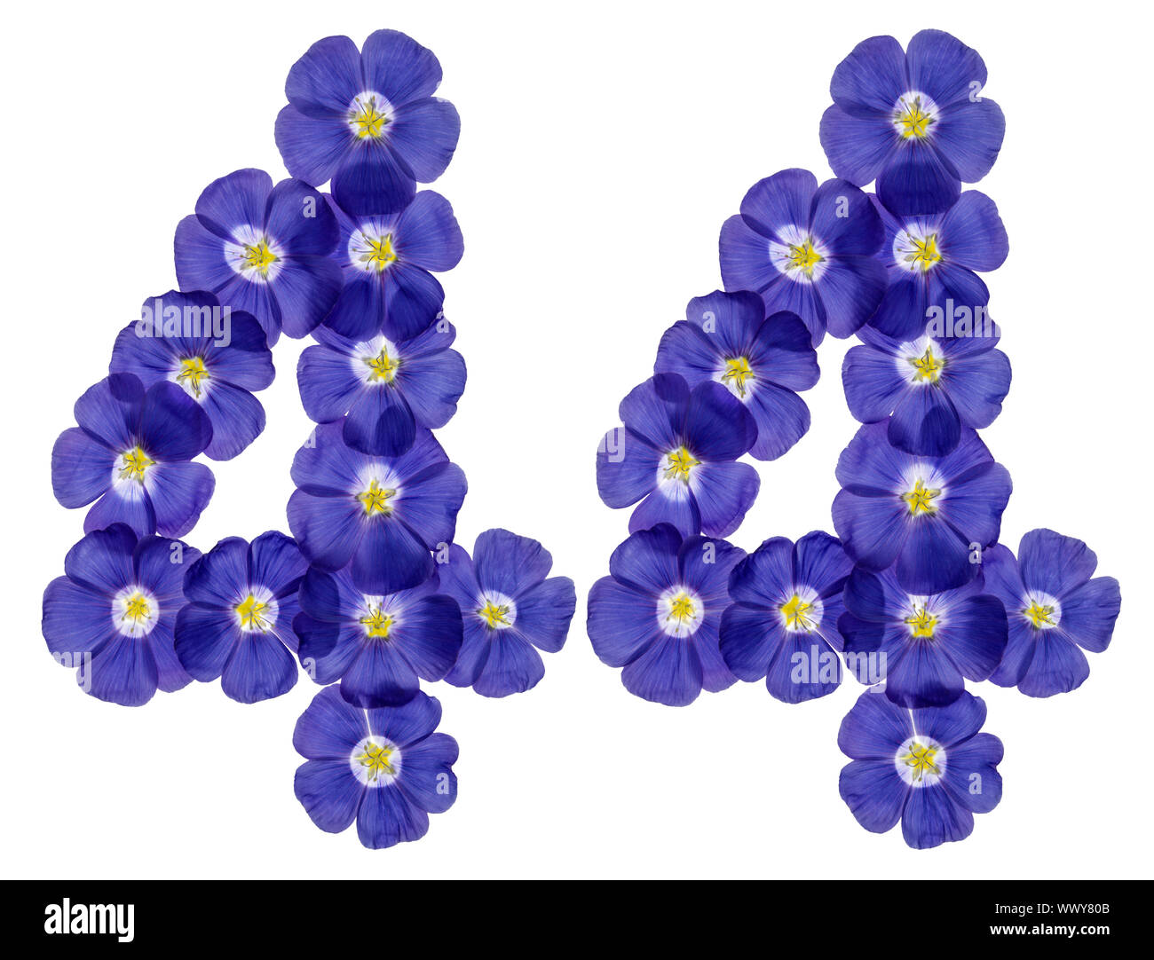 Arabic numeral 44, forty four, from blue flowers of flax, isolated on ...