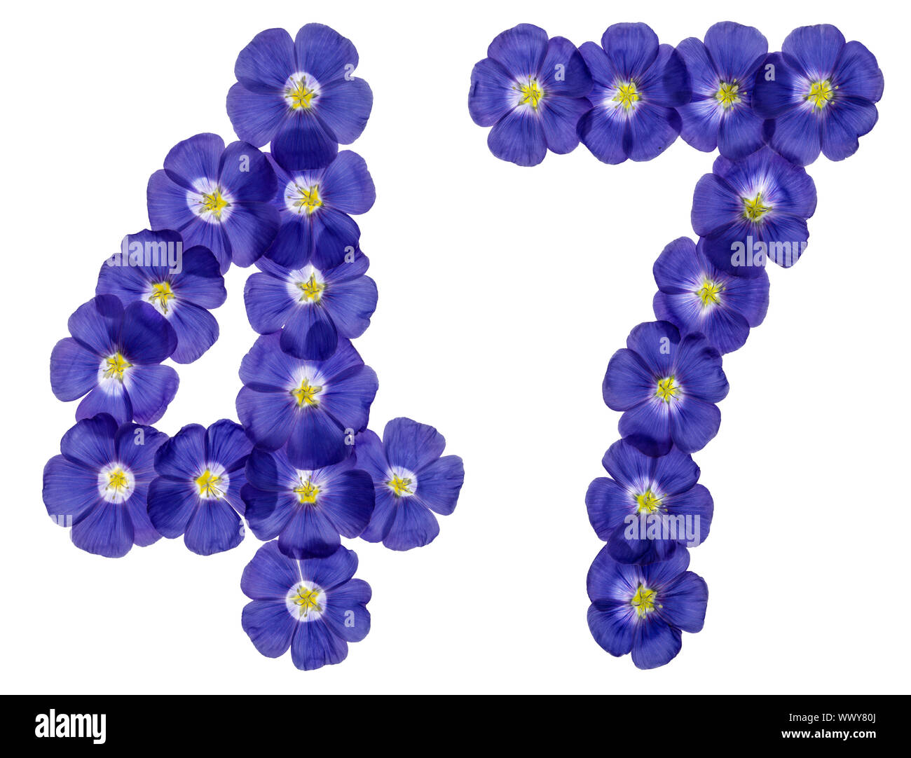 Arabic numeral 47, forty seven, from blue flowers of flax, isolated on ...