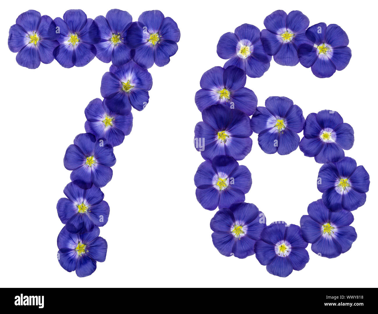 Arabic numeral 76, seventy six, from blue flowers of flax, isolated on ...
