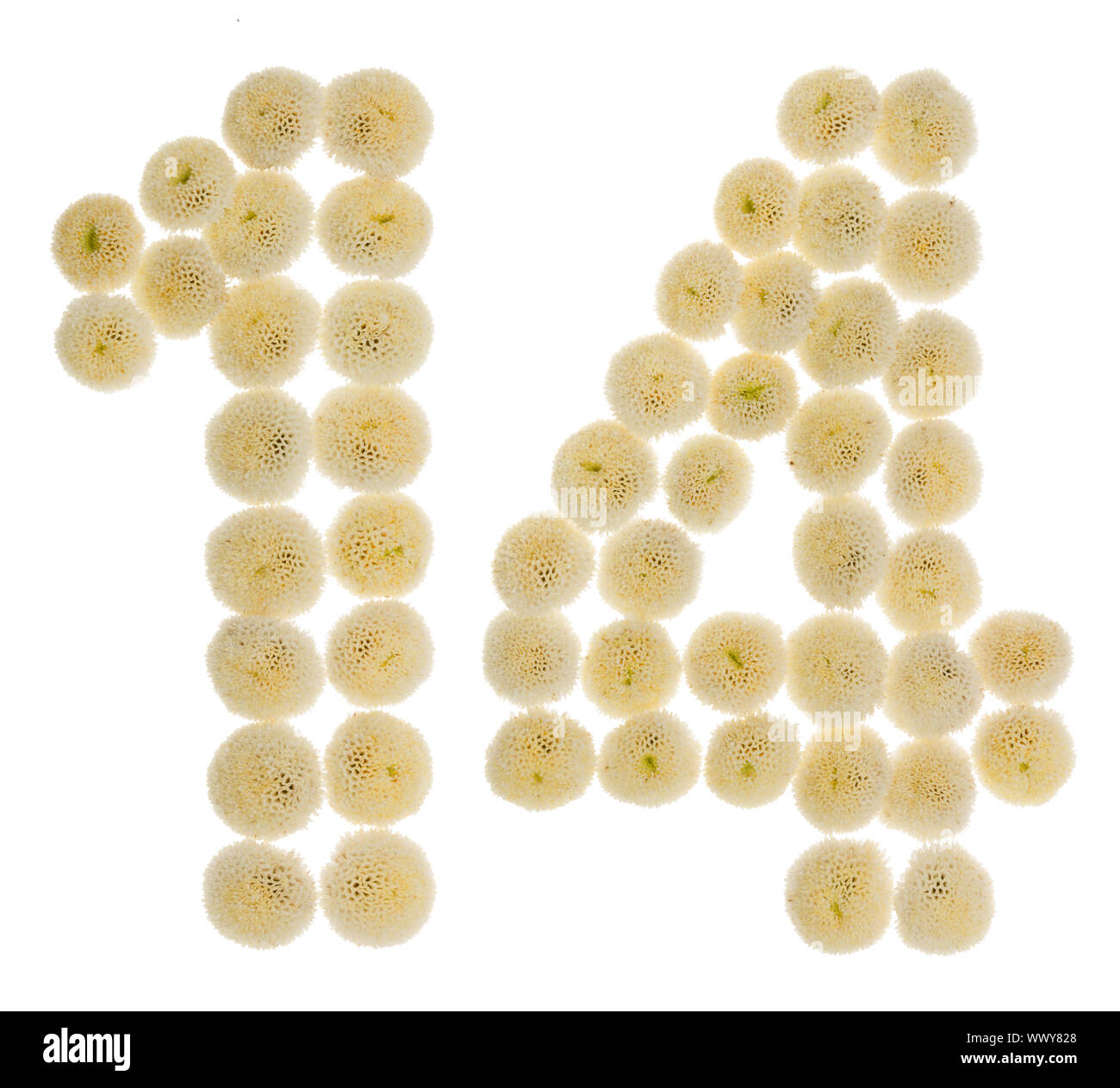 Arabic numeral 14, fourteen, from cream flowers of chrysanthemum ...