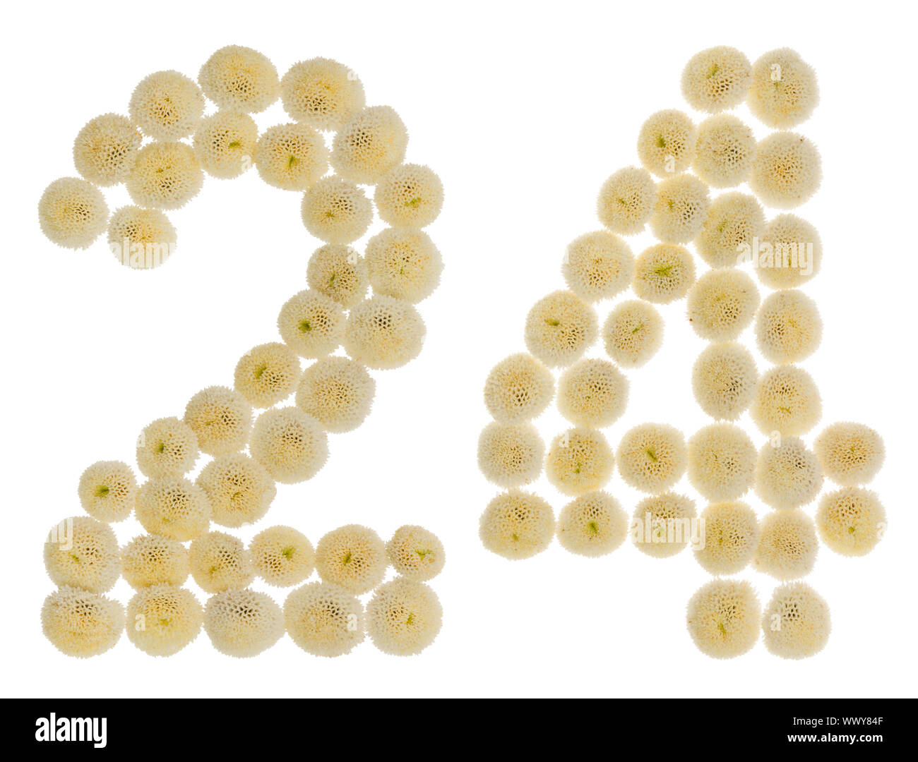 Arabic numeral 24, twenty four, from cream flowers of chrysanthemum ...