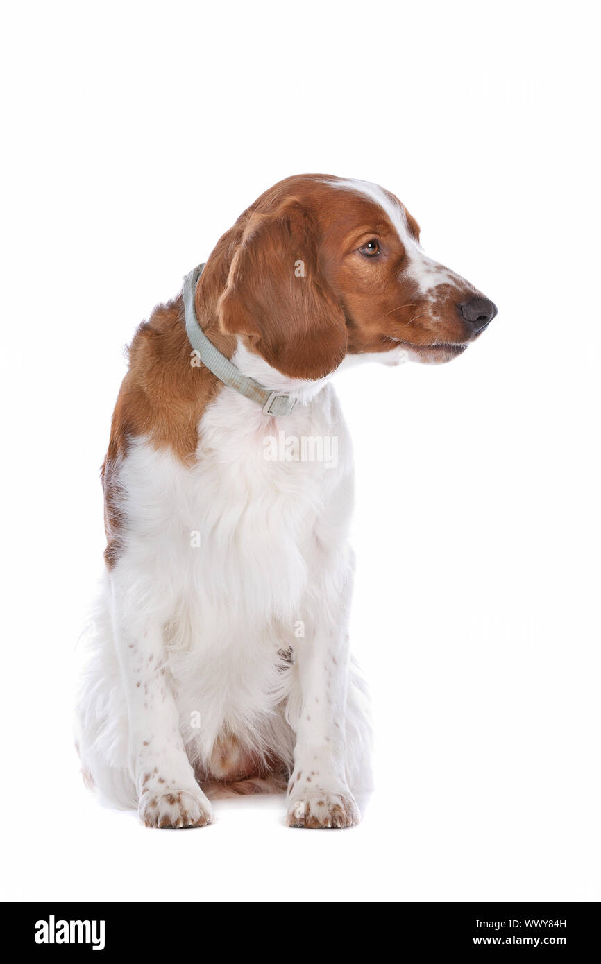 Springer Spaniel in front of a white background Stock Photo - Alamy