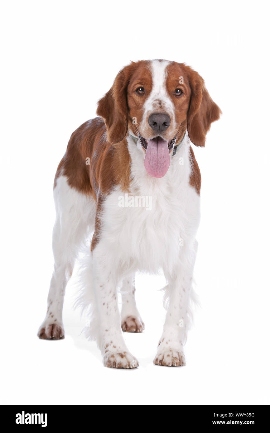 Springer Spaniel in front of a white background Stock Photo - Alamy