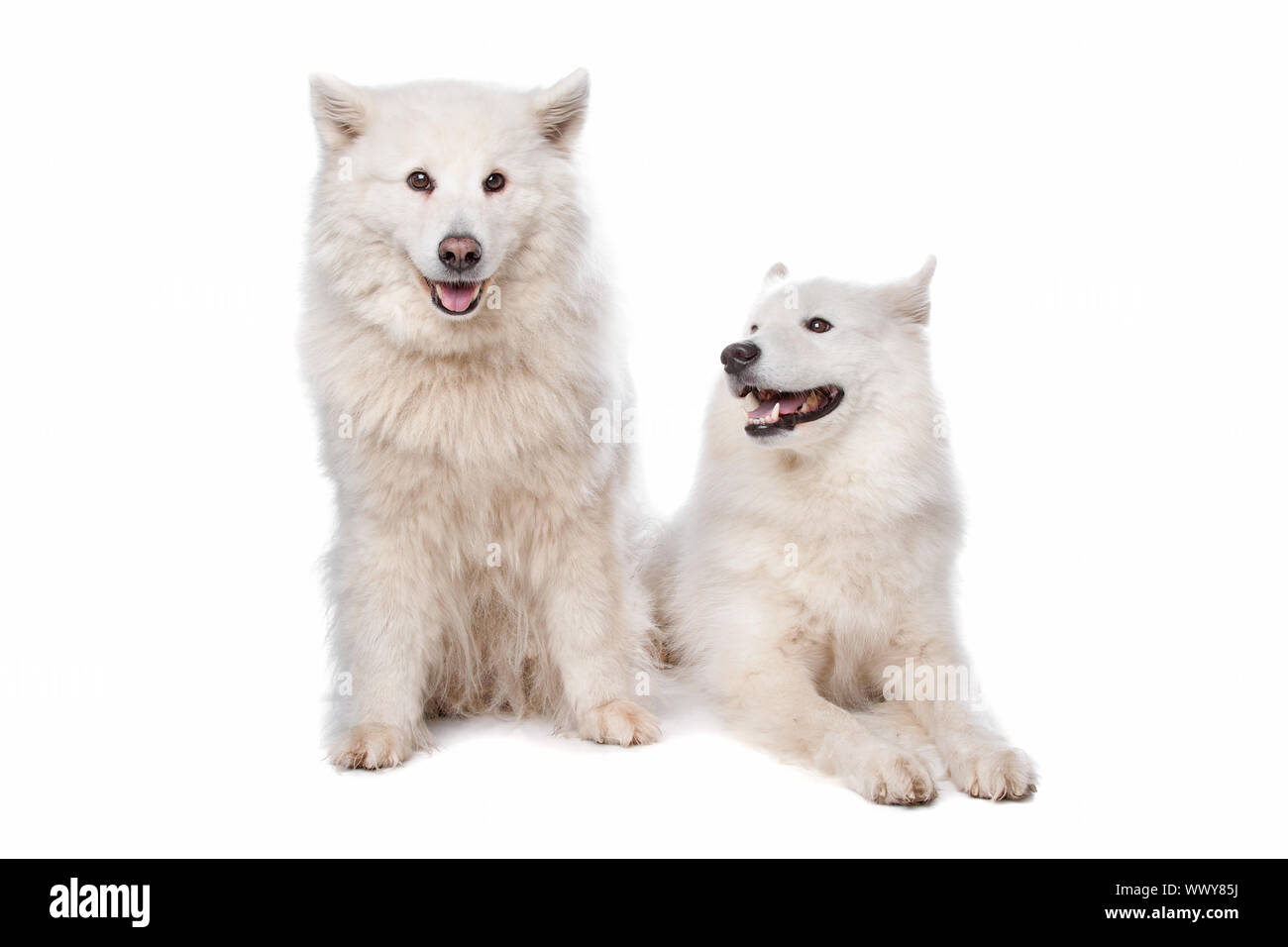 two Samoyed dogs in front of a white background Stock Photo - Alamy