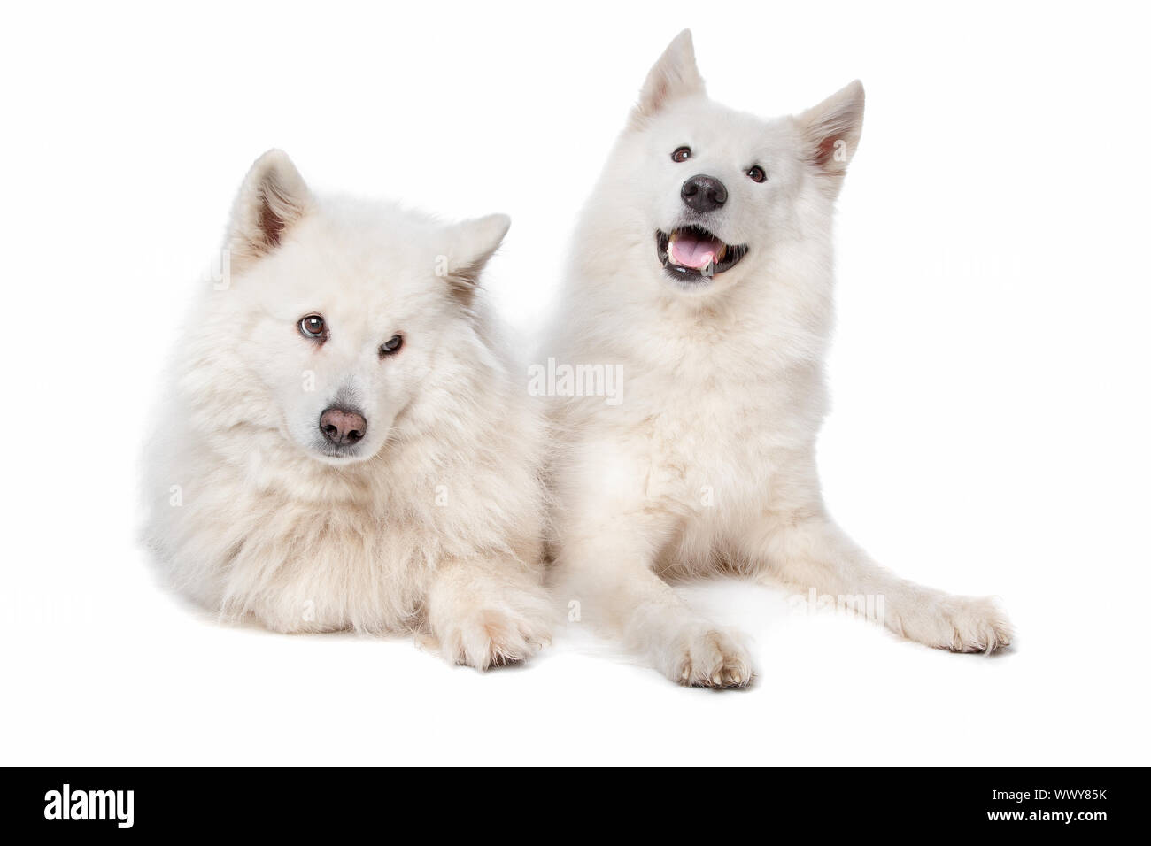two Samoyed dogs in front of a white background Stock Photo - Alamy