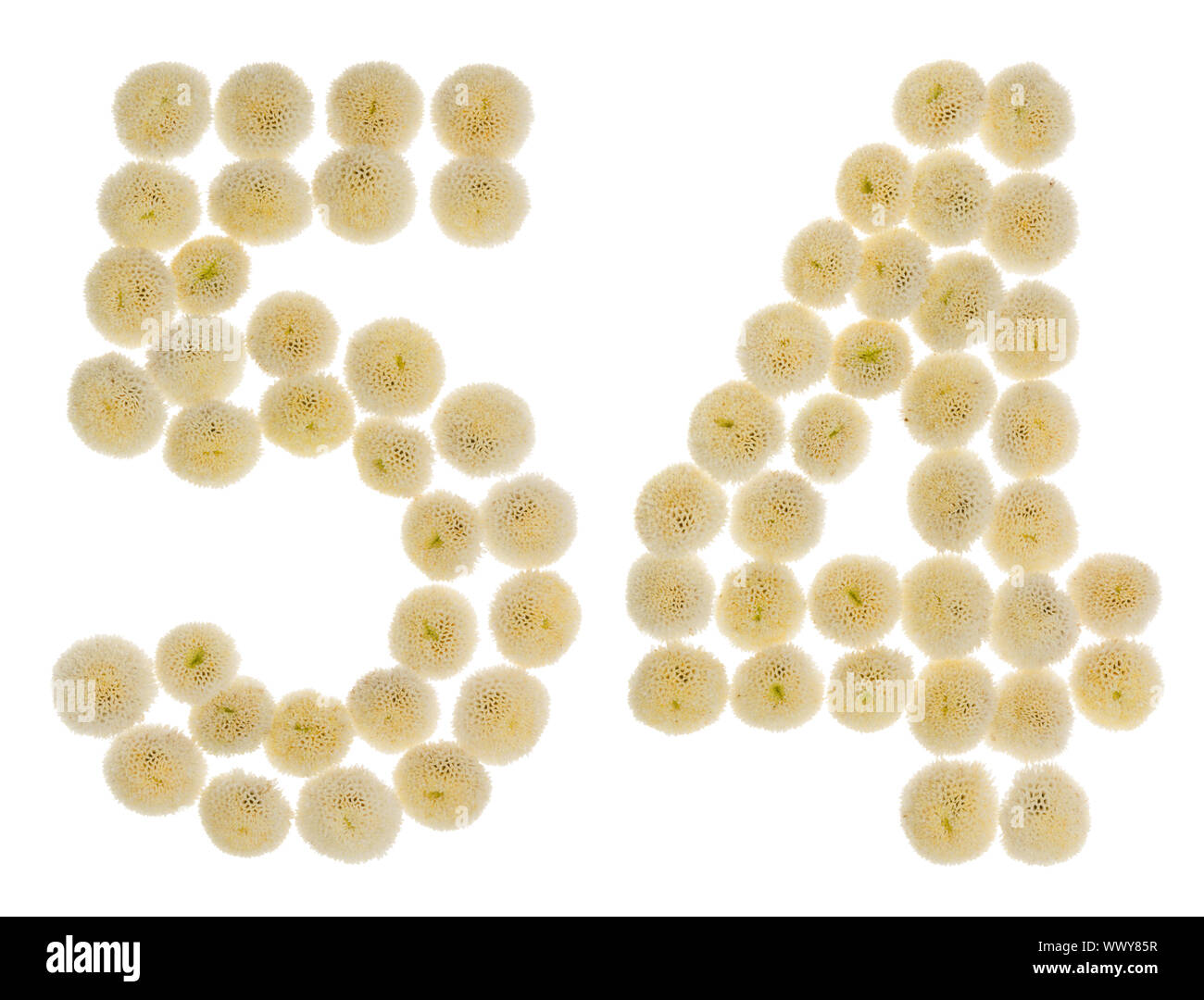Arabic numeral 54, fifty four, from cream flowers of chrysanthemum ...