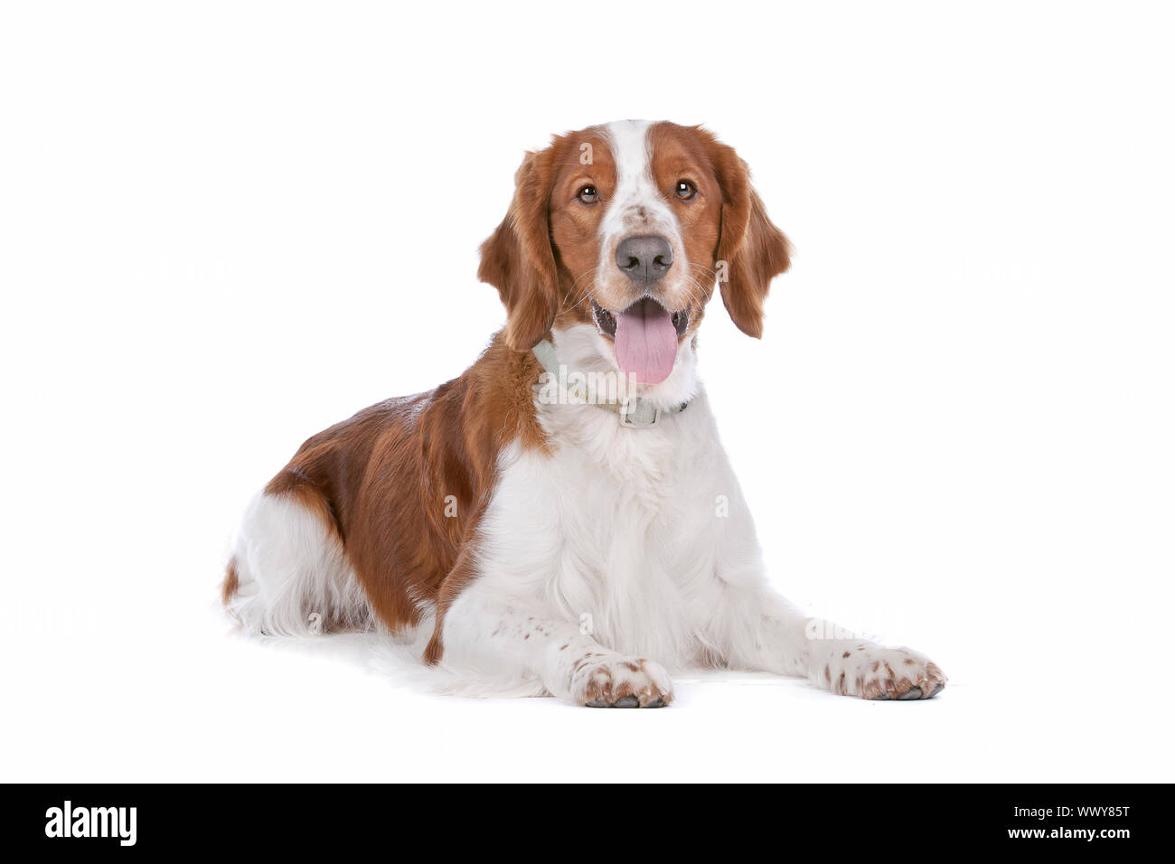 Springer Spaniel in front of a white background Stock Photo - Alamy