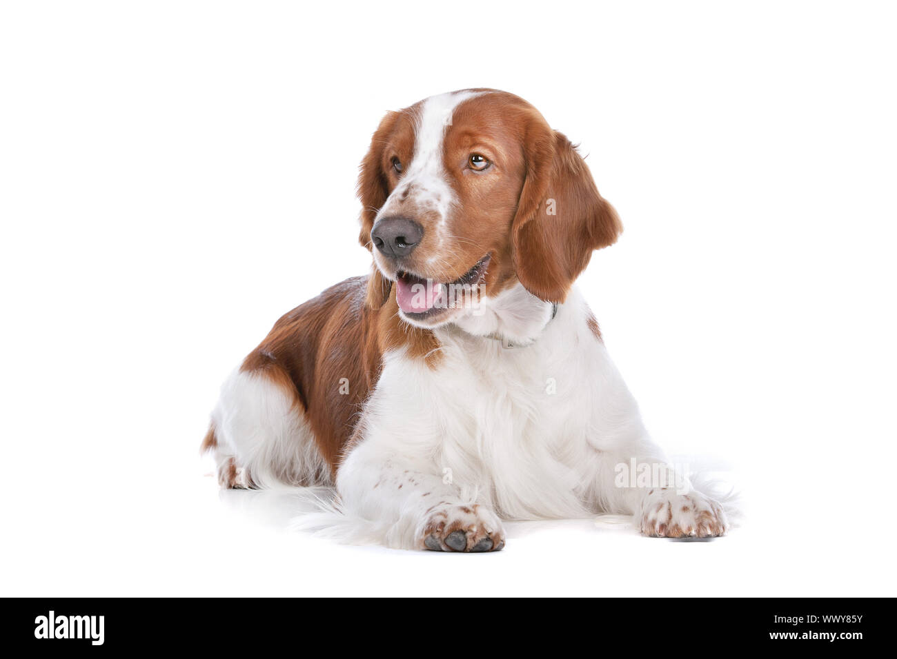 Springer Spaniel in front of a white background Stock Photo - Alamy
