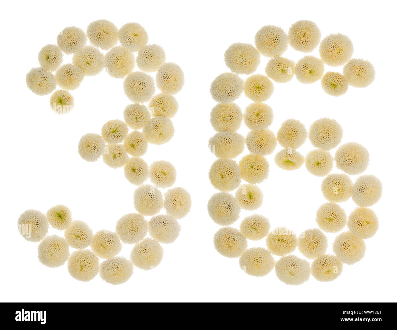 Arabic numeral 36, thirty six, from cream flowers of chrysanthemum ...