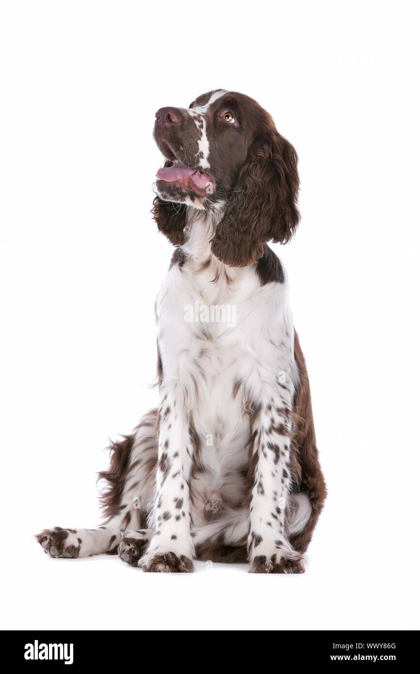 Springer Spaniel in front of a white background Stock Photo - Alamy