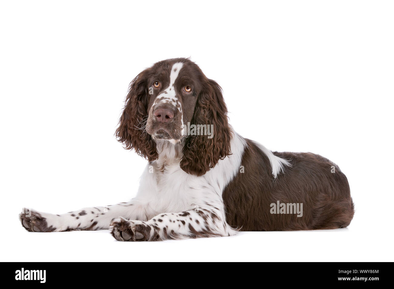 Springer Spaniel in front of a white background Stock Photo - Alamy