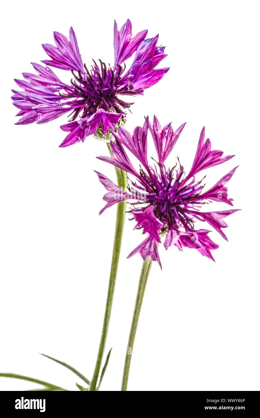 Violet flower of cornflower, lat. Centaurea, isolated on white ...