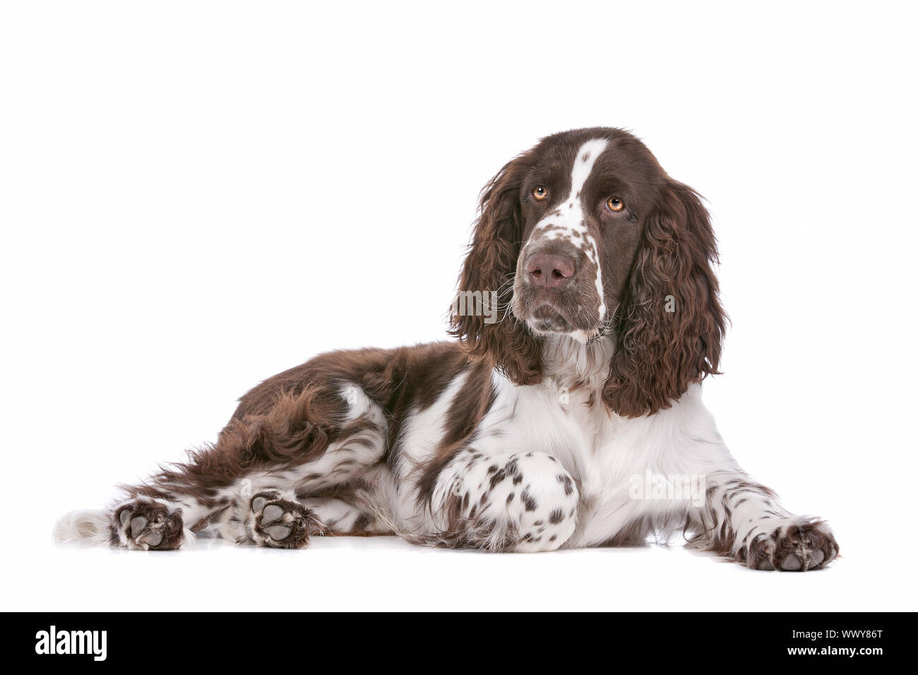 Springer Spaniel in front of a white background Stock Photo - Alamy