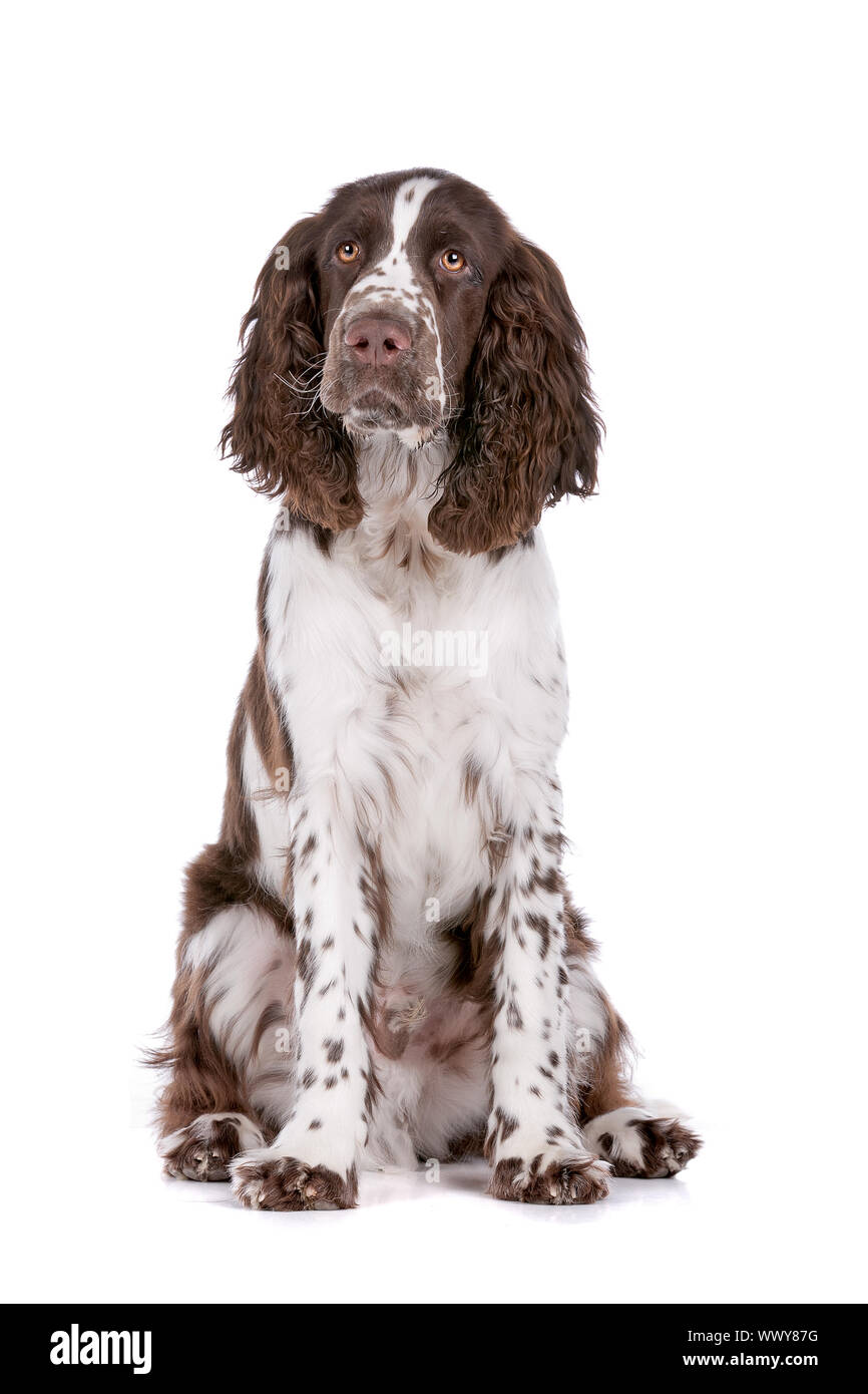 Springer Spaniel in front of a white background Stock Photo - Alamy