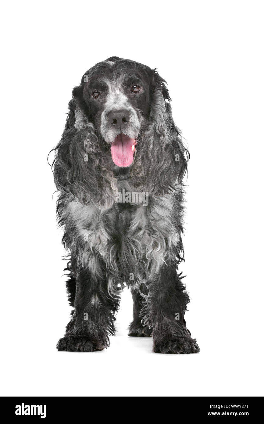 blue roan cocker spaniel in front of a white background Stock Photo - Alamy