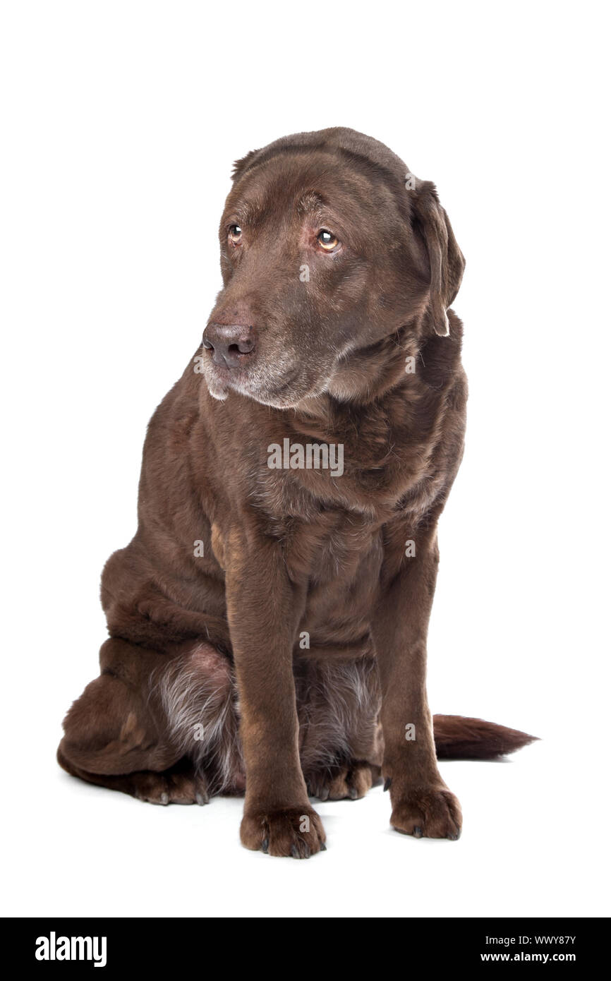 Old sad chocolate Labrador in front of a white background Stock Photo ...