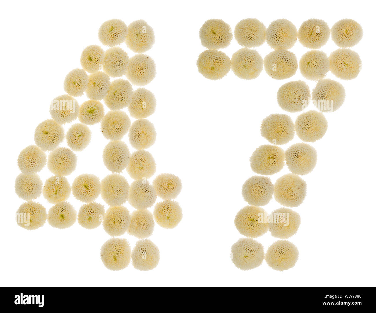 Arabic numeral 47, forty seven, from cream flowers of chrysanthemum ...