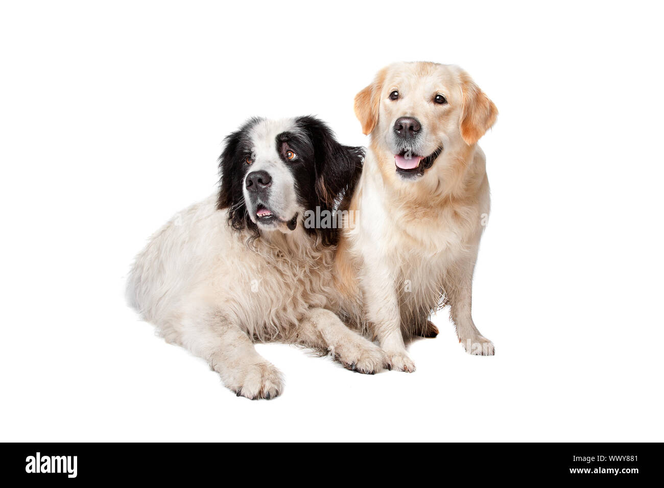 Landseer dog and a labrador retriever on a white background Stock Photo ...