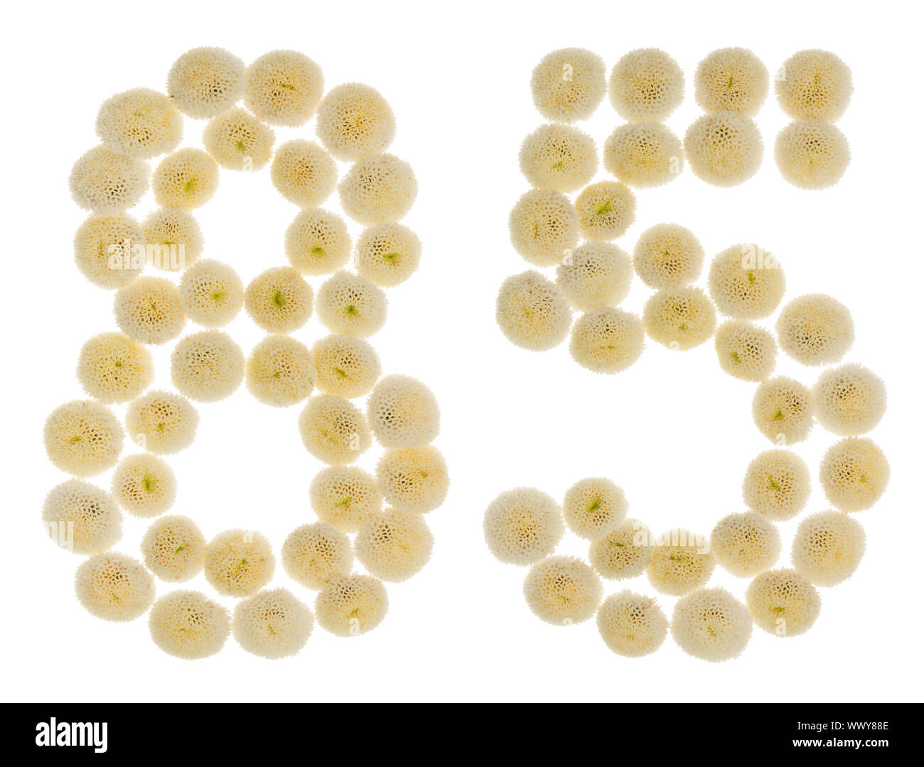 Arabic numeral 85, eighty five, from cream flowers of chrysanthemum ...