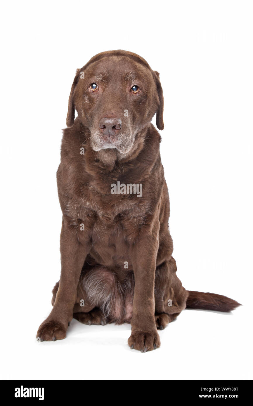 Old sad chocolate Labrador in front of a white background Stock Photo ...