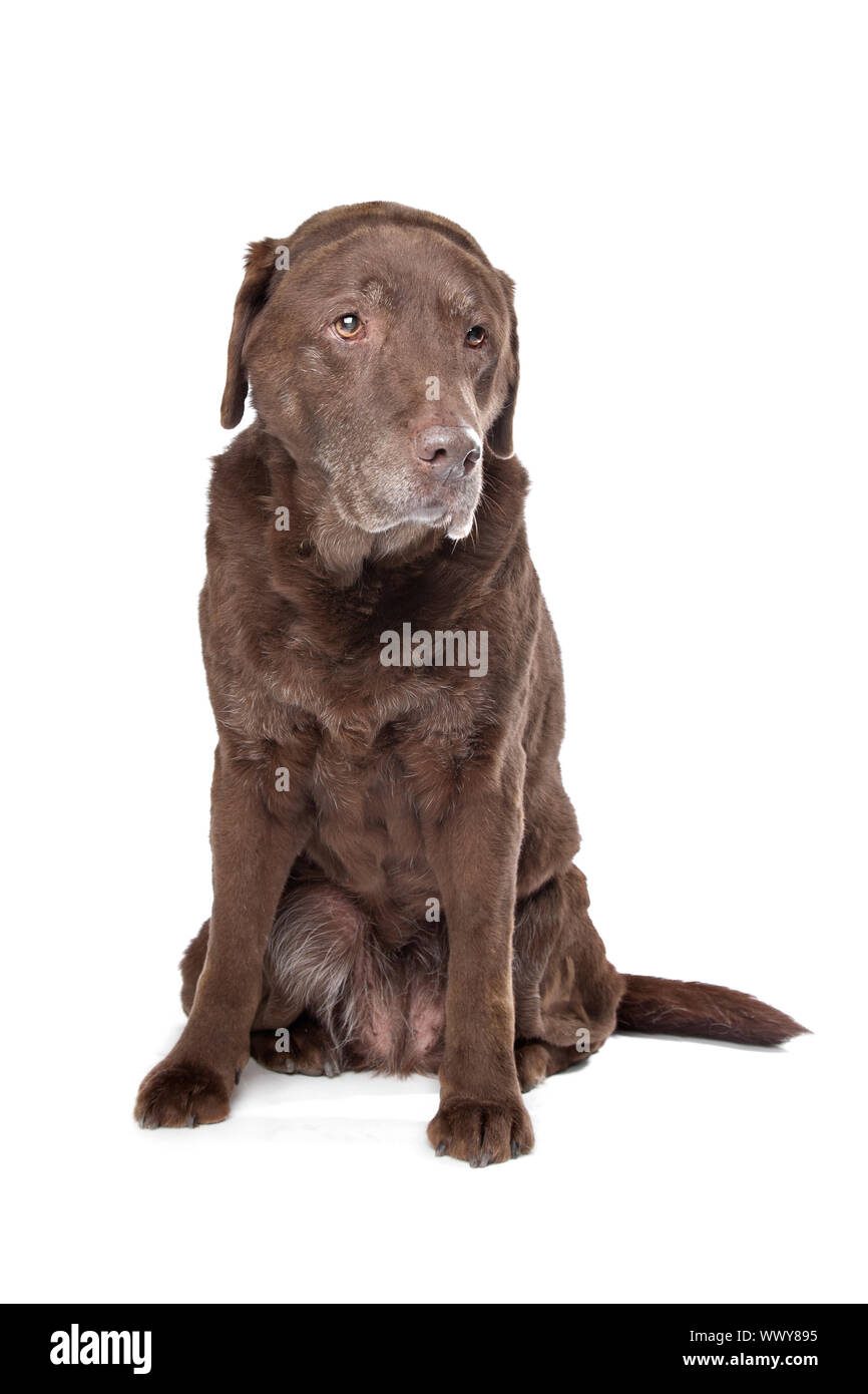 Old sad chocolate Labrador in front of a white background Stock Photo ...